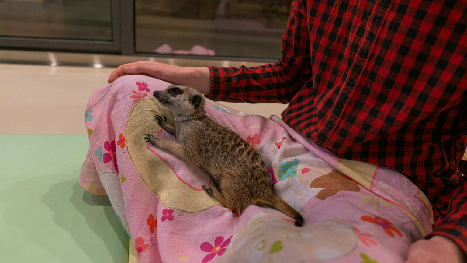 Is Meerkat Friends Worth Visiting?