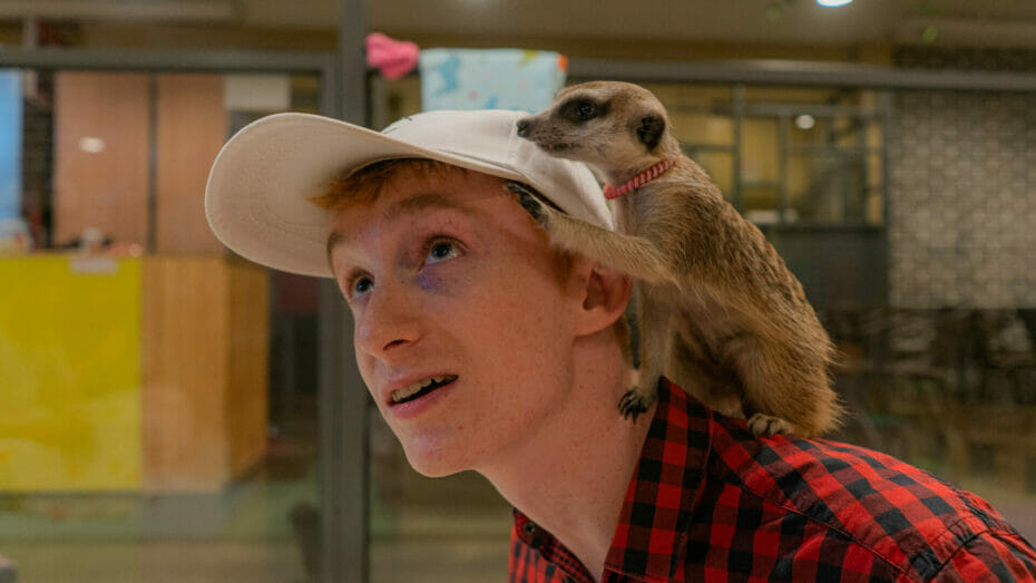 Is Meerkat Friends Worth Visiting?